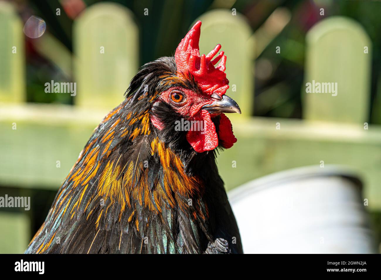 Rooster black and gold rooster hi-res stock photography and images - Alamy