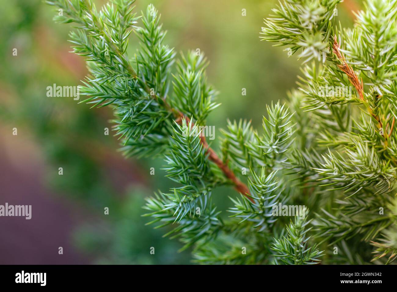 Evergreen juniper green branch close up view. Nature green background ...