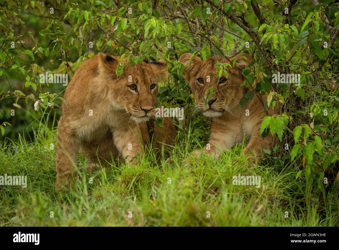 Two lion cubs in bushes hi-res stock photography and images - Alamy