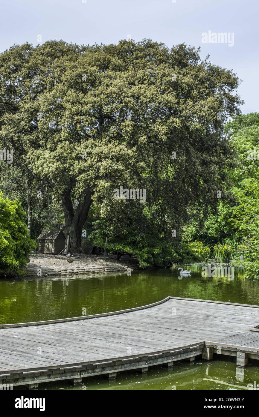 Brighton tree hi-res stock photography and images - Alamy