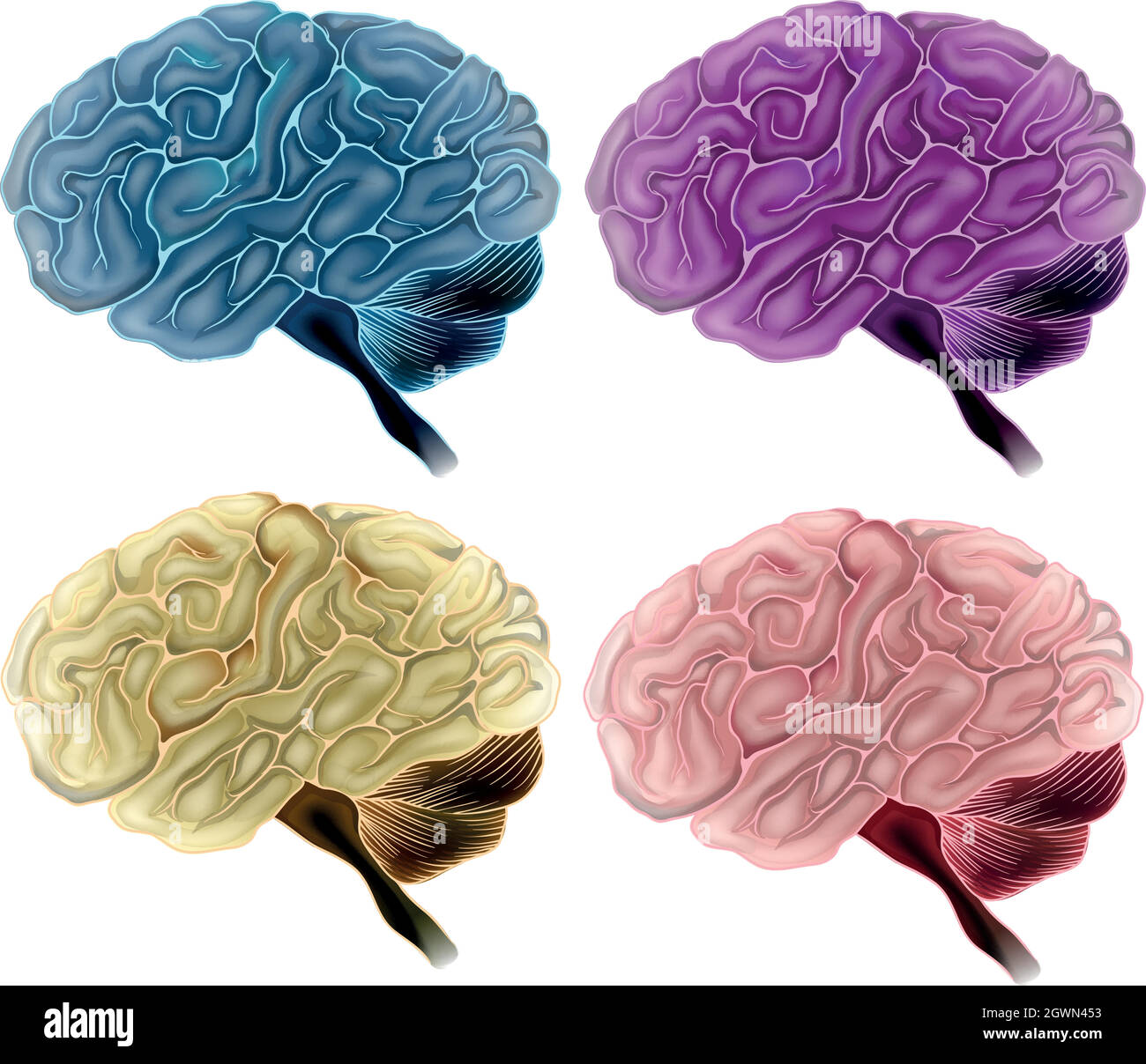 Brain limbic system hi-res stock photography and images - Alamy