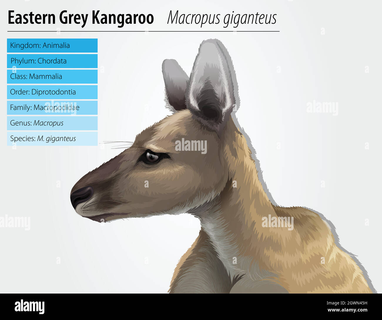Eastern grey kangaroo Stock Vector Images - Alamy