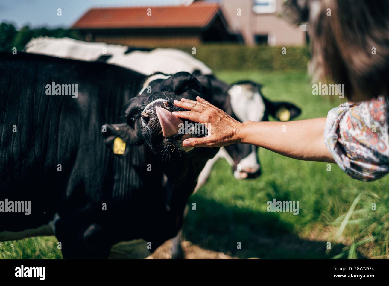 Cow Is Licking Hand High Resolution Stock Photography and Images - Alamy