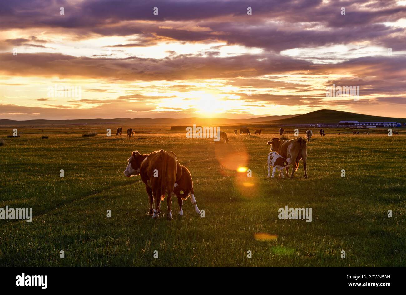 Field cows night hi-res stock photography and images - Alamy