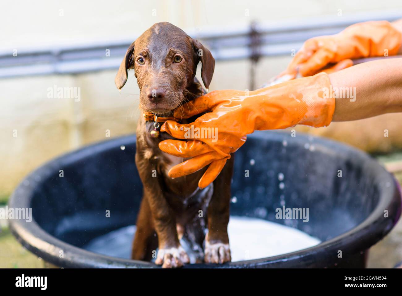 Adorable Nova Scotia Duck Tolling Retriever Puppy Washing By Water ...