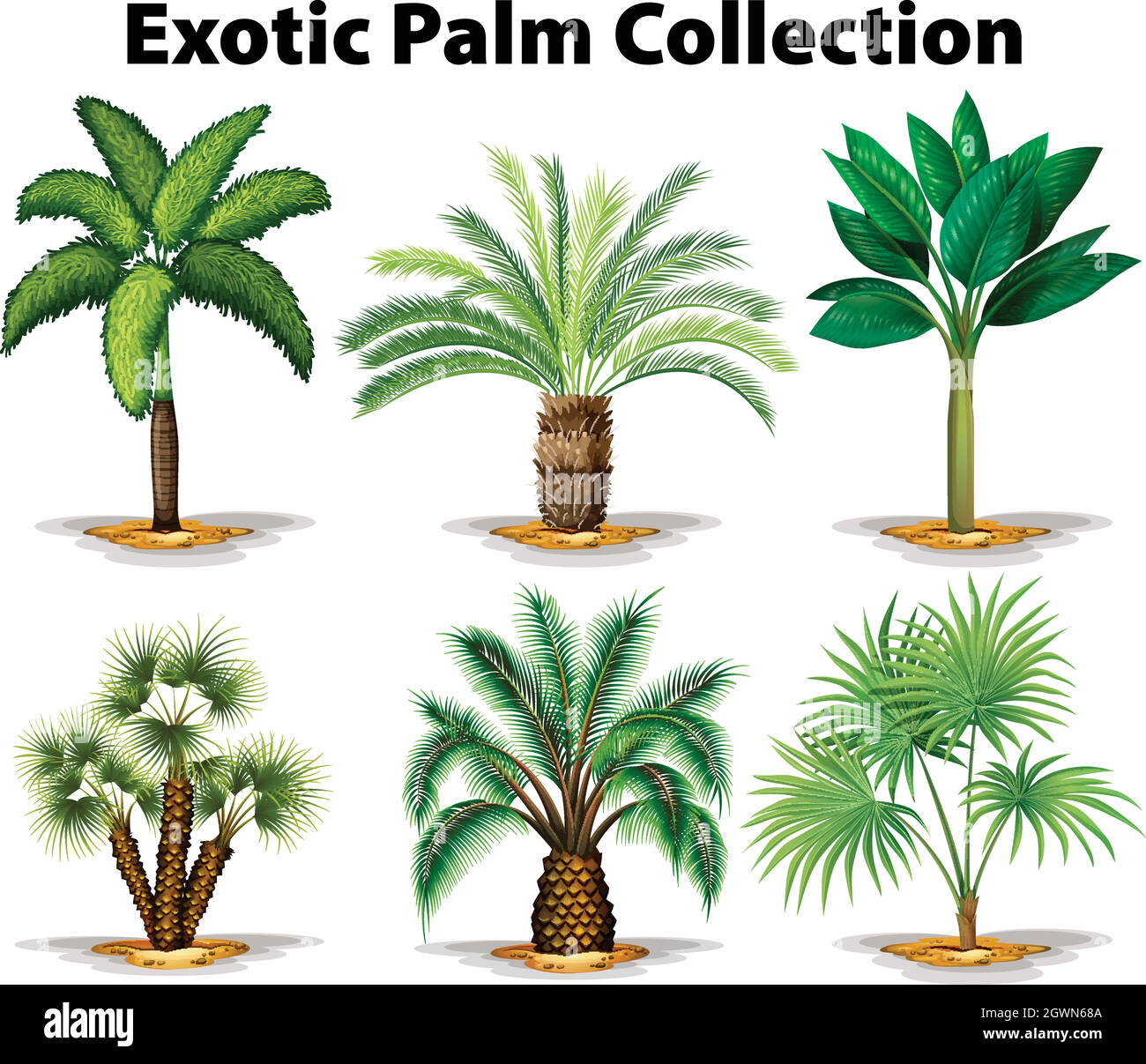 Different Types Of Exotic Palm Trees Stock Vector Image Art Alamy