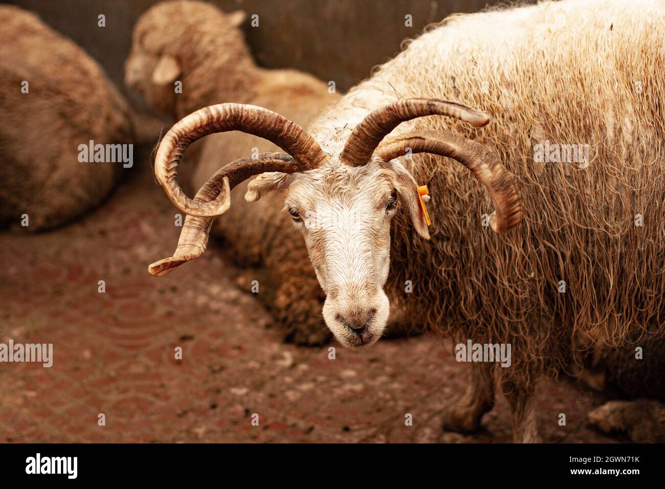 Argali horns hi-res stock photography and images - Alamy
