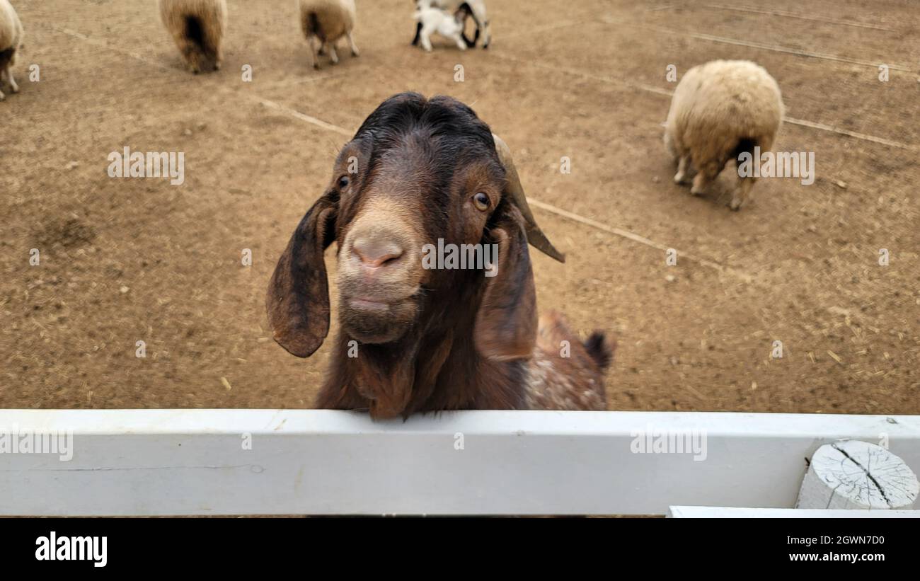 Group of indian bison hi-res stock photography and images - Alamy