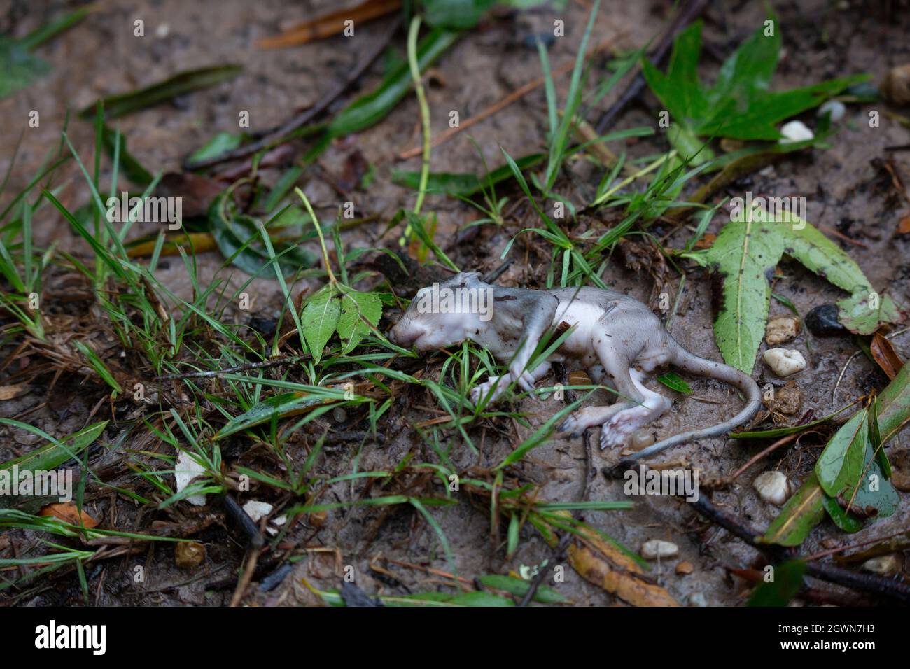 Dead squirrel grass hi-res stock photography and images - Alamy