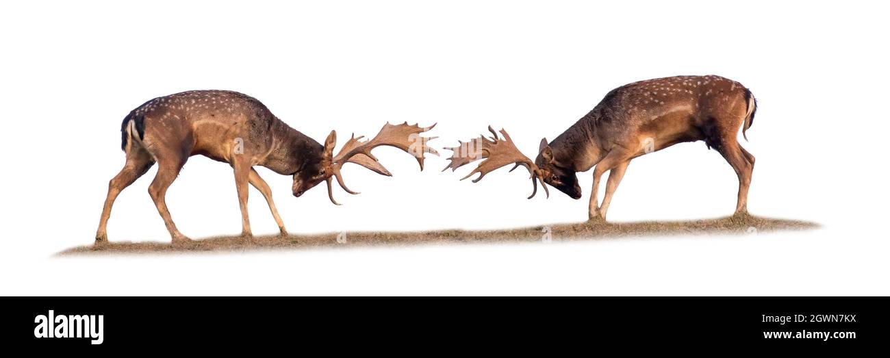 Two fallow deer fighting on meadow isolated on white background Stock ...