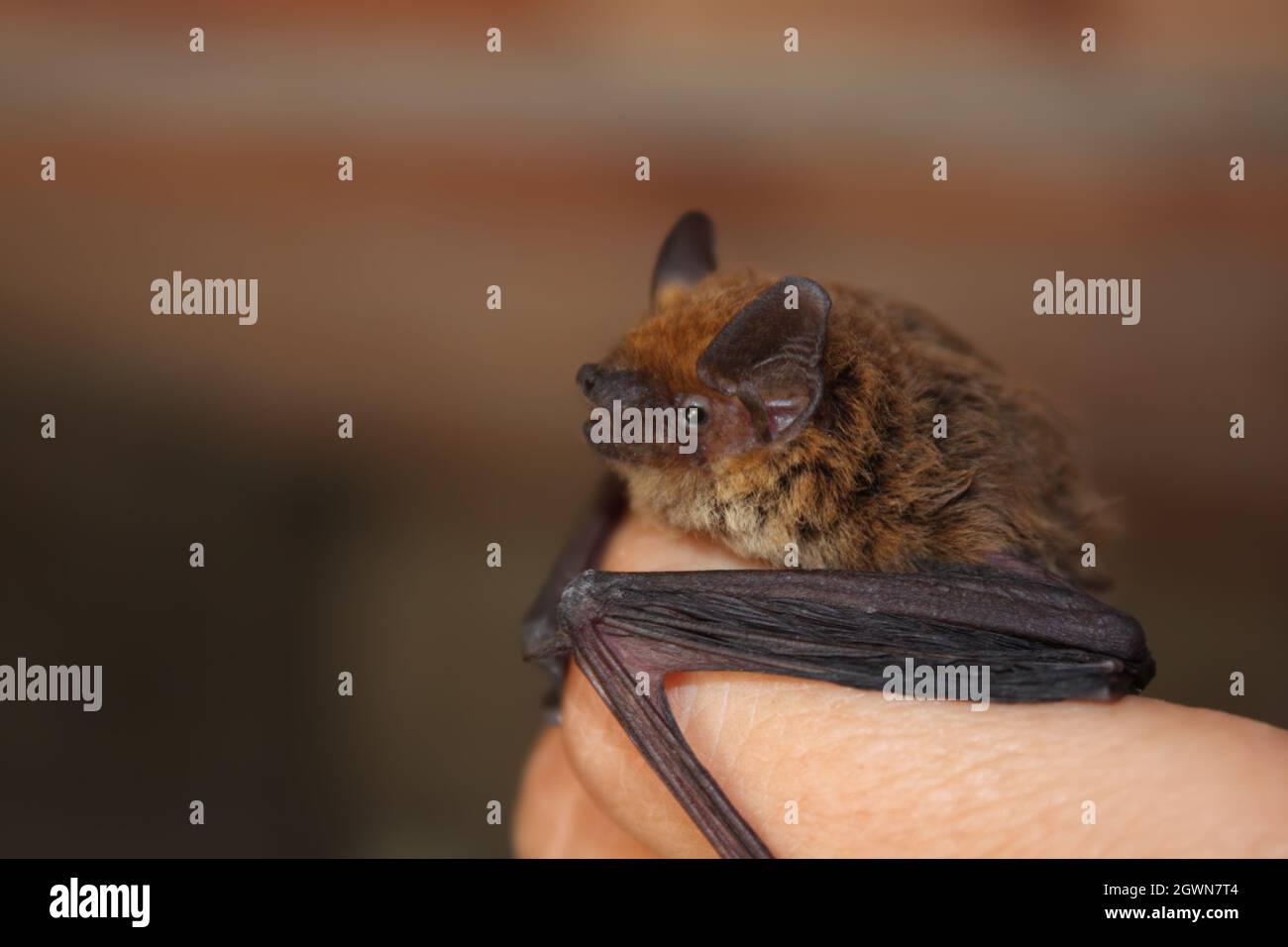Little brown bat hand hi-res stock photography and images - Alamy