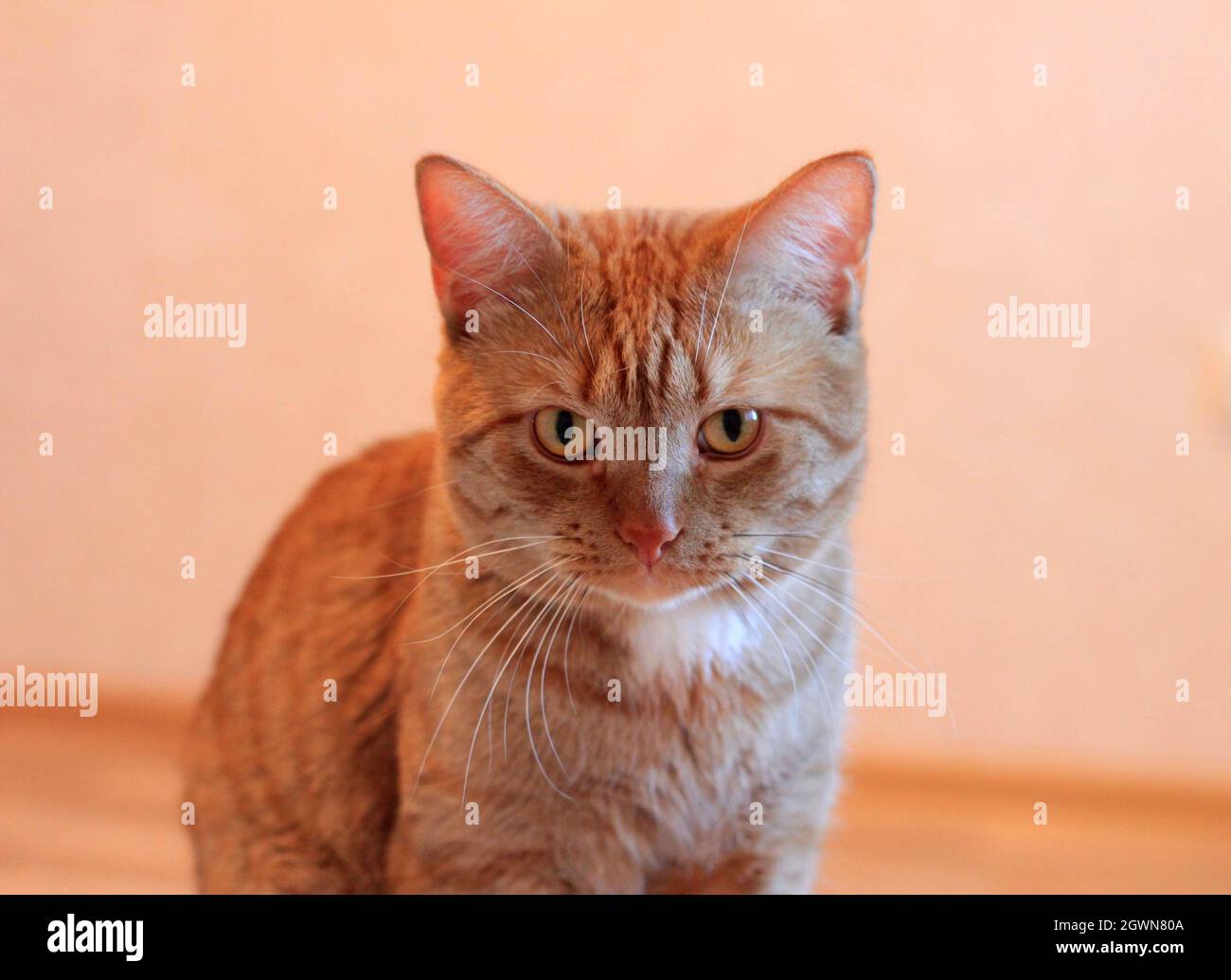 Medium Haired Tabby Cat High Resolution Stock Photography and Images ...