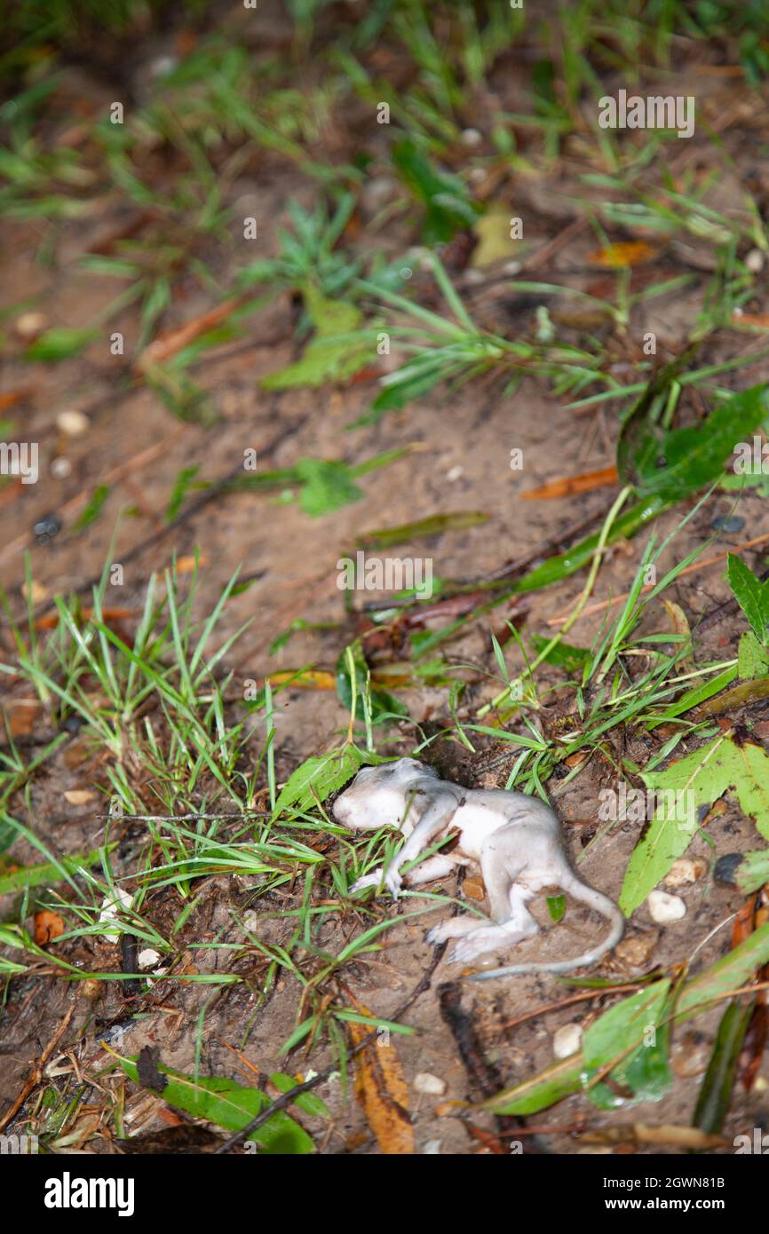 Dead baby eastern gray squirrel (Sciurus carolinensis) on mud Stock ...