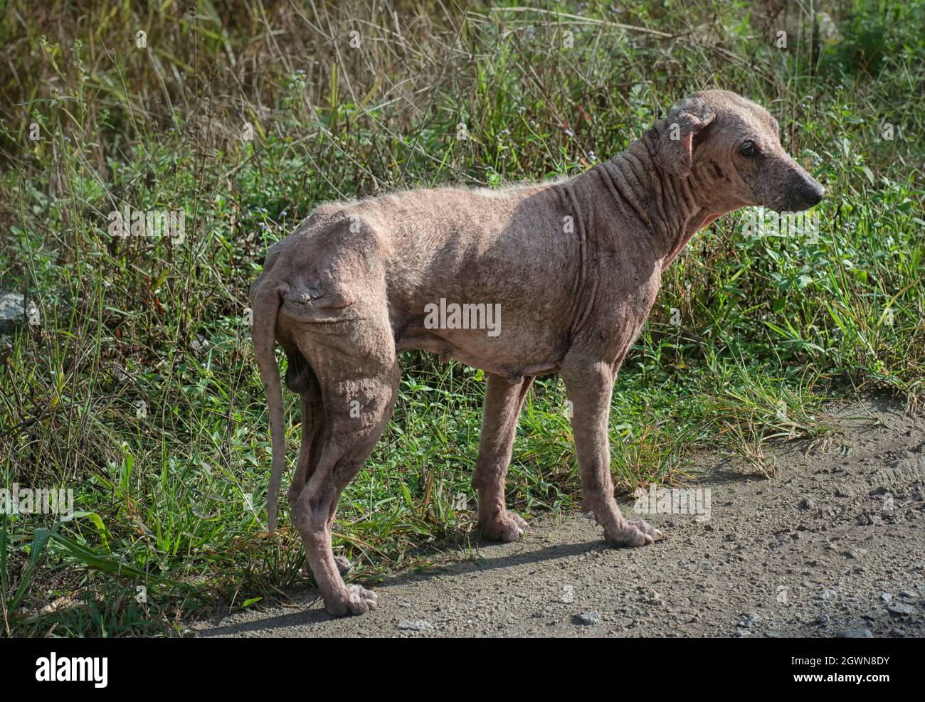 Starving dog sick hi-res stock photography and images - Alamy