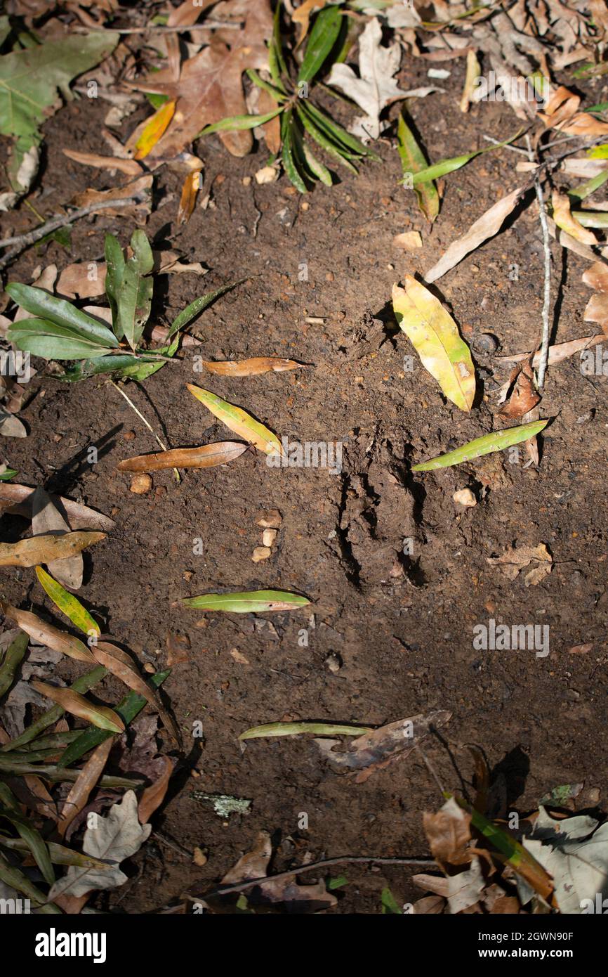 Wildlife tracks identification hi-res stock photography and images - Alamy