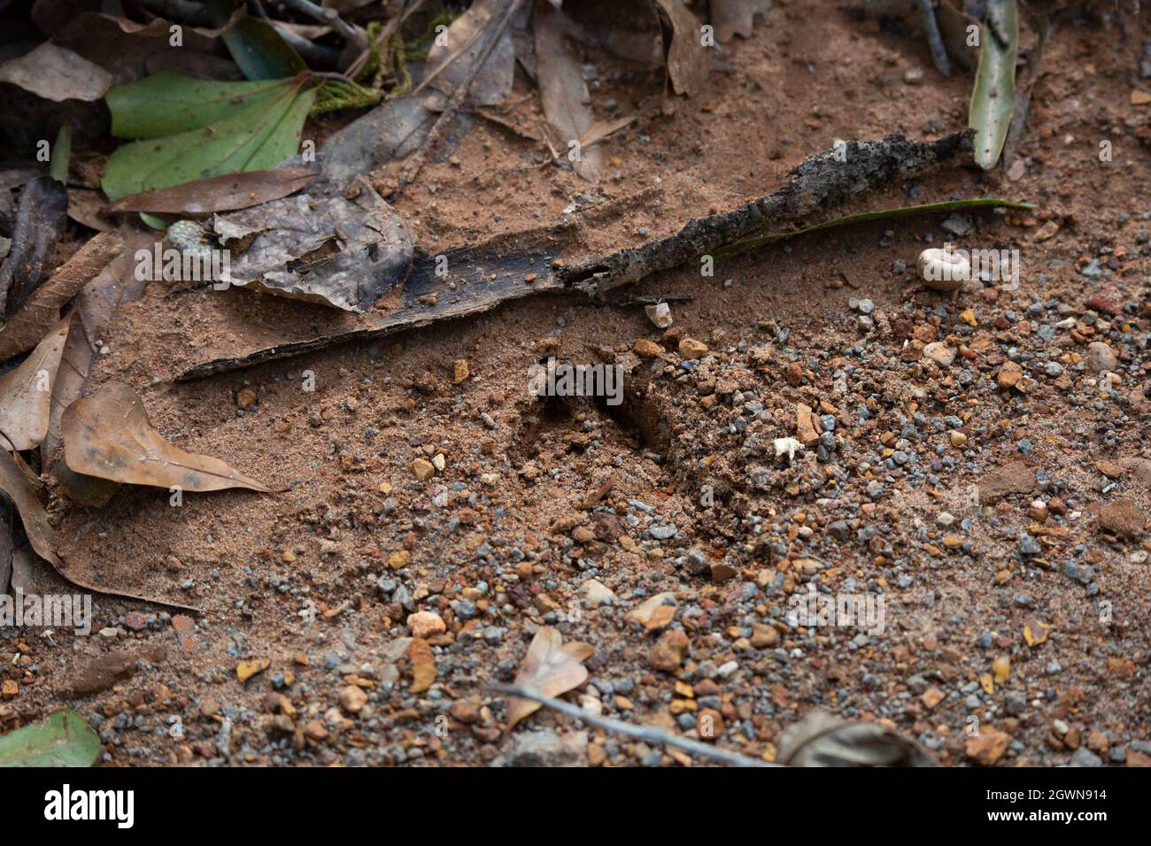 White tailed deer hoof hi-res stock photography and images - Alamy