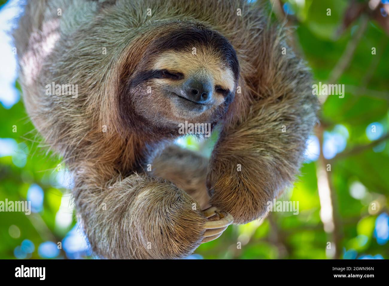 Sloth Hanging From Tree High Resolution Stock Photography and Images ...