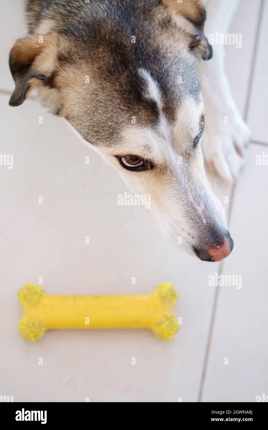 Chewed toy hi-res stock photography and images - Alamy