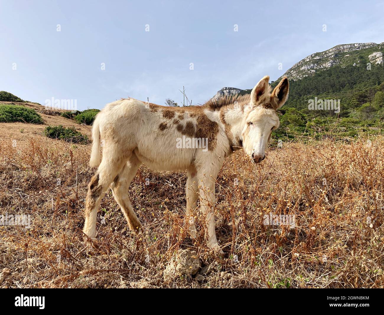 Donkey in its environment hi-res stock photography and images - Alamy