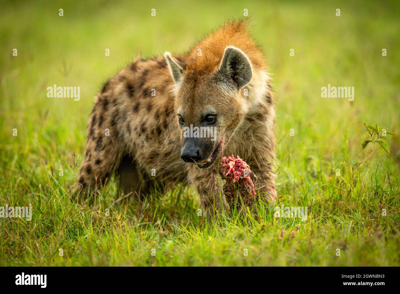 Spotted hyena eating bone hi-res stock photography and images - Alamy