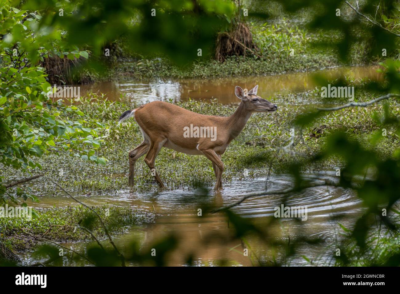 A doe walking in the shallow water carefully crossing over to the shore ...