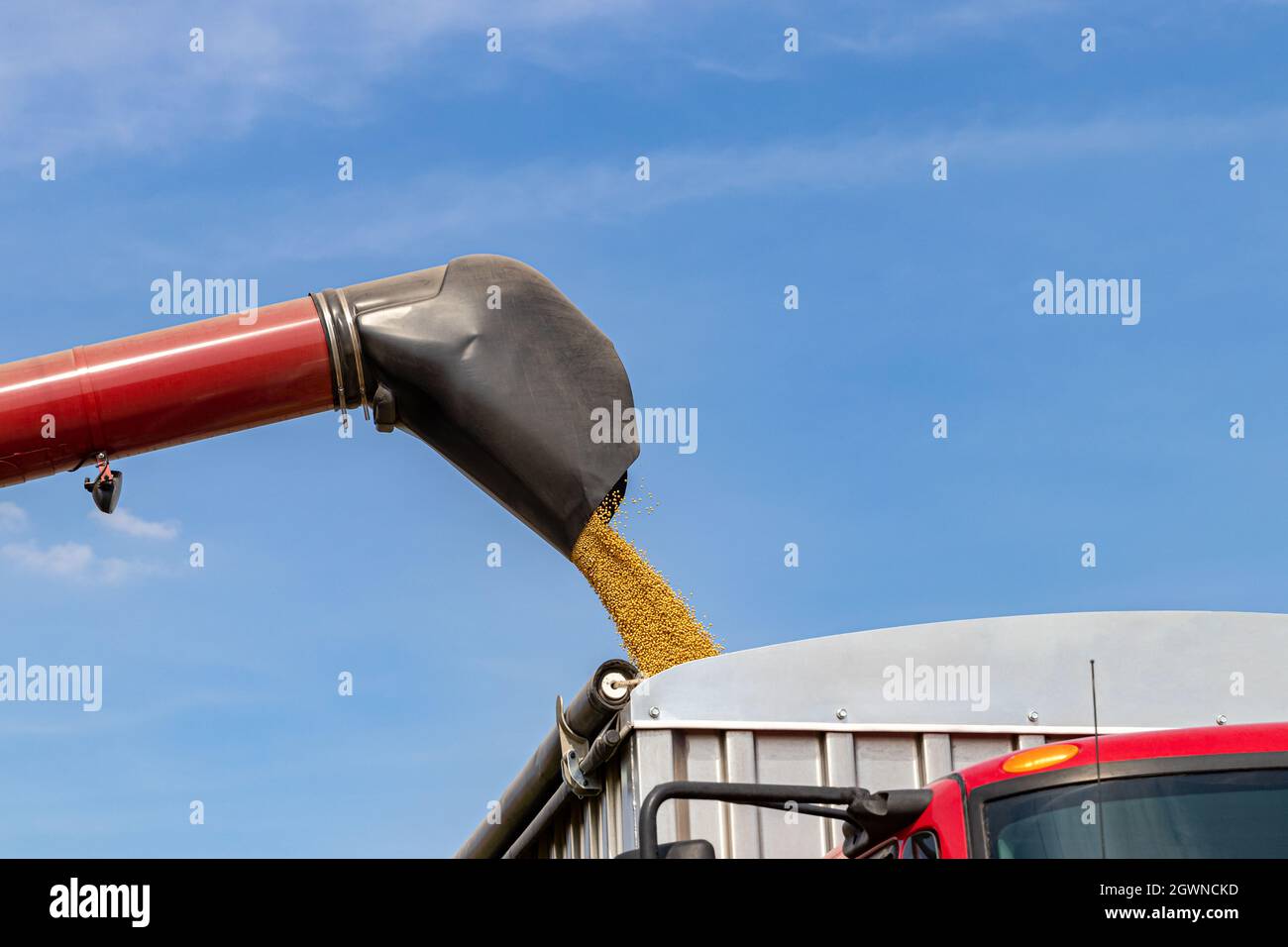 Combine harvester loading soybeans into grain truck during harvest ...