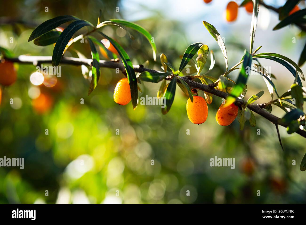 Hippophae rhamnoides flower hi-res stock photography and images - Alamy