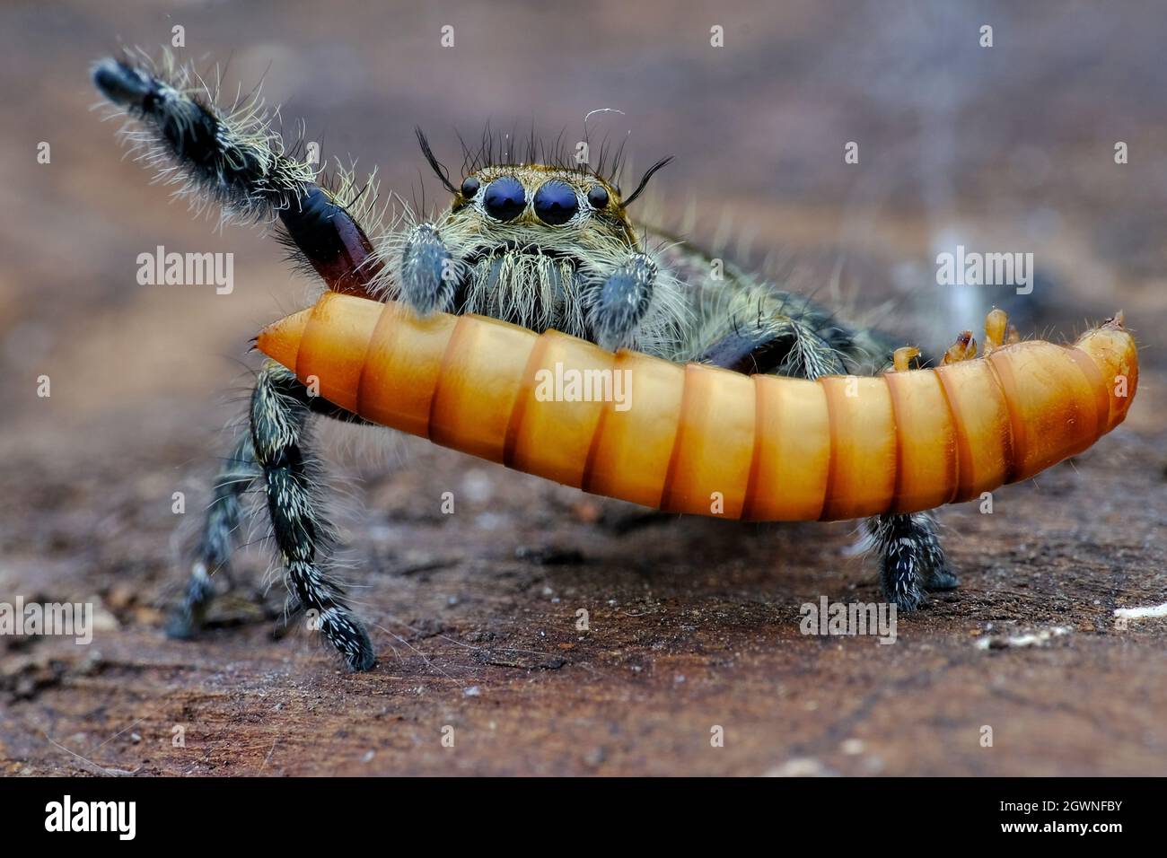 Close-up Of Insect Stock Photo - Alamy