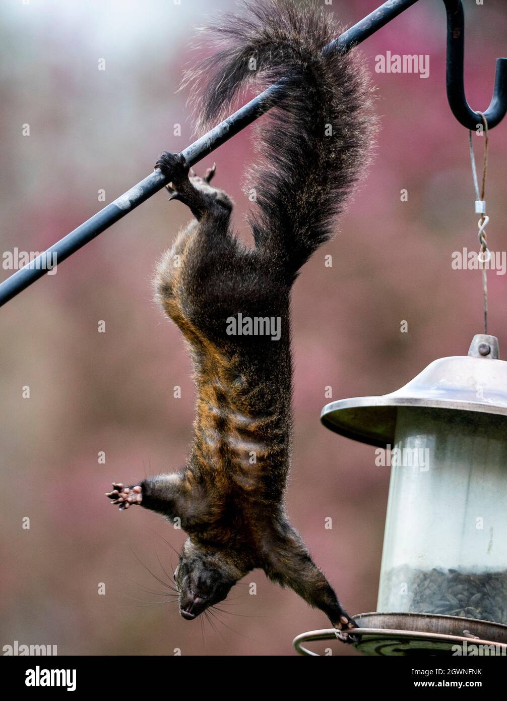 Acrobatic animals hi-res stock photography and images - Alamy
