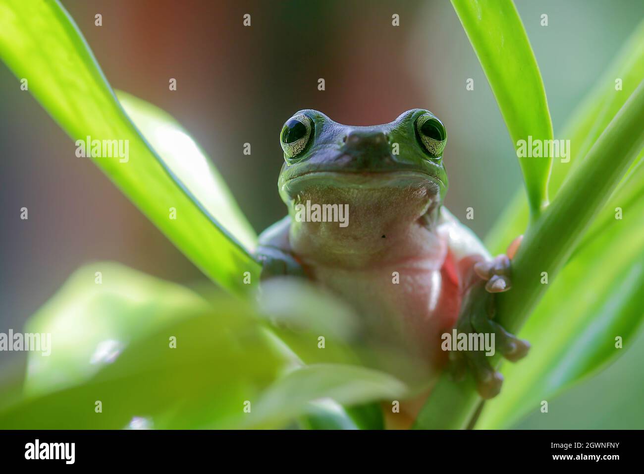 Tree frog mouth open hi-res stock photography and images - Alamy