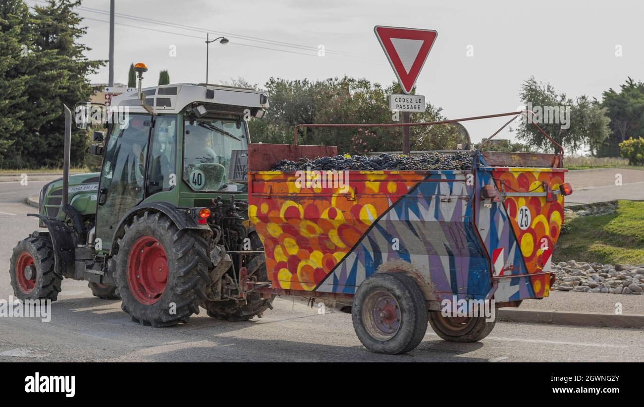 Tractor towing a brightly coloured trailer of grapes Stock Photo - Alamy