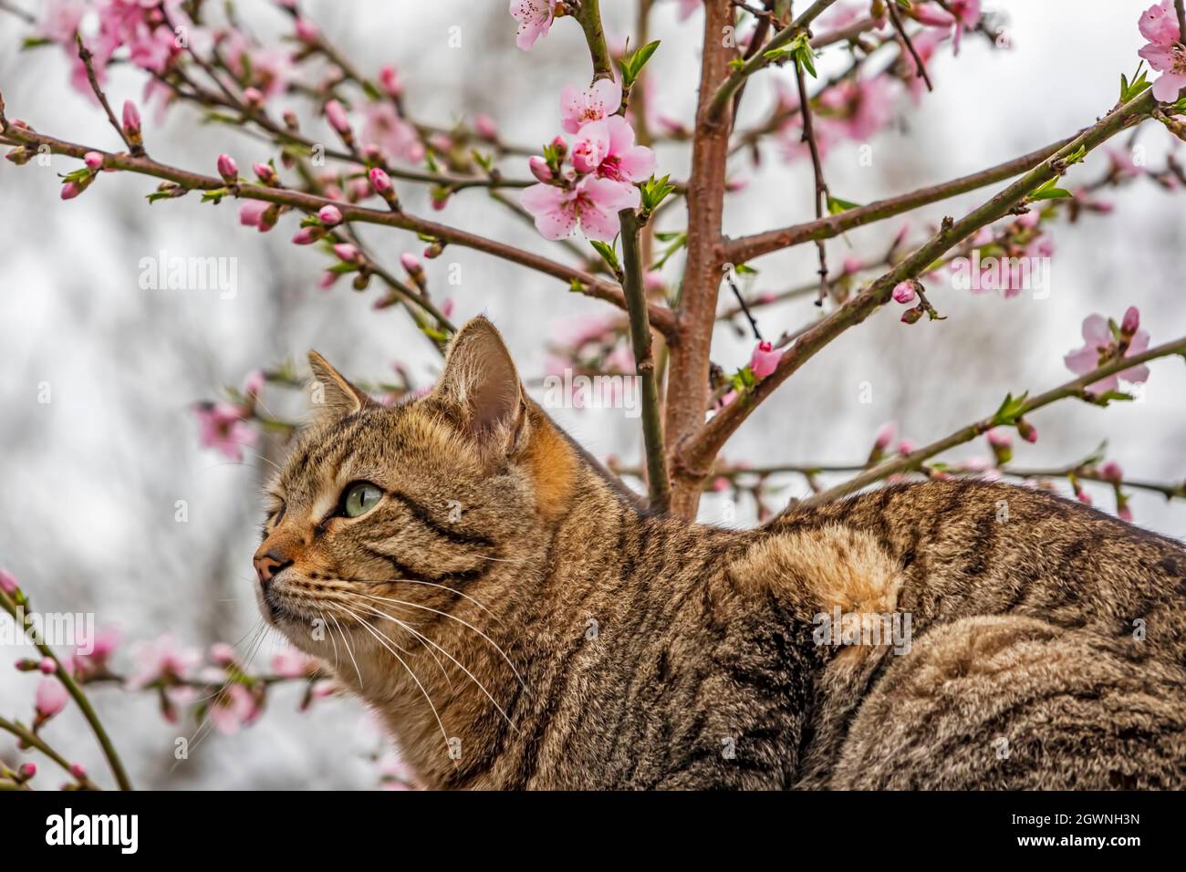 Domestic cat cherry tree hi-res stock photography and images - Alamy