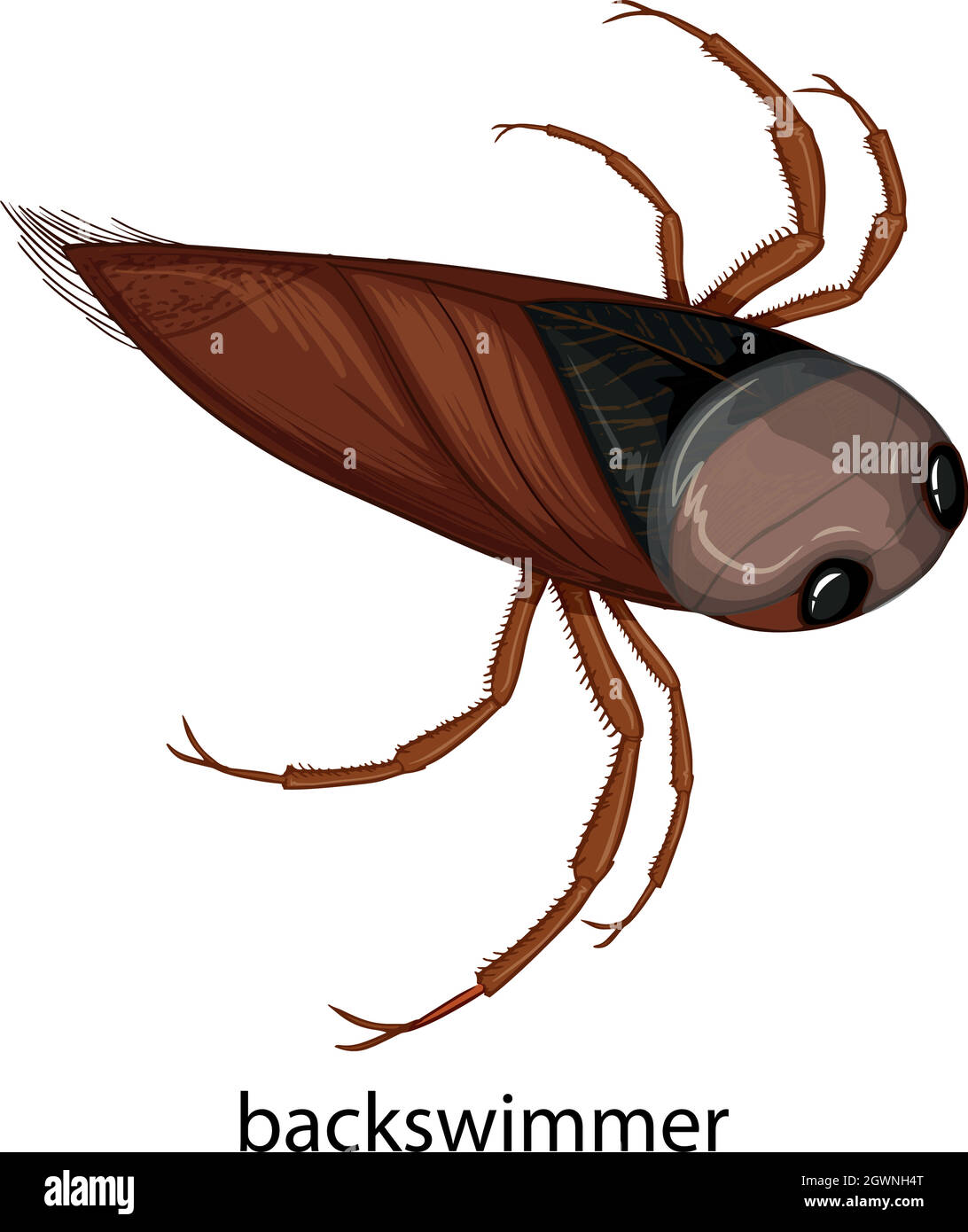 Backswimmer on white background Stock Vector Image & Art - Alamy