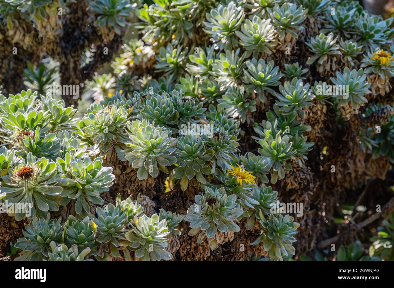 Asteriscus sericeus plant closeup Stock Photo - Alamy