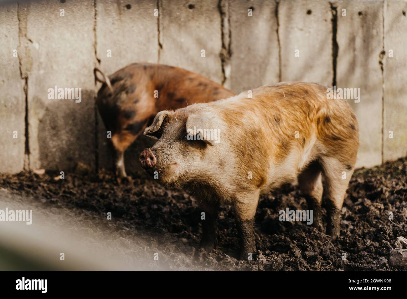 High welfare meat hi-res stock photography and images - Alamy