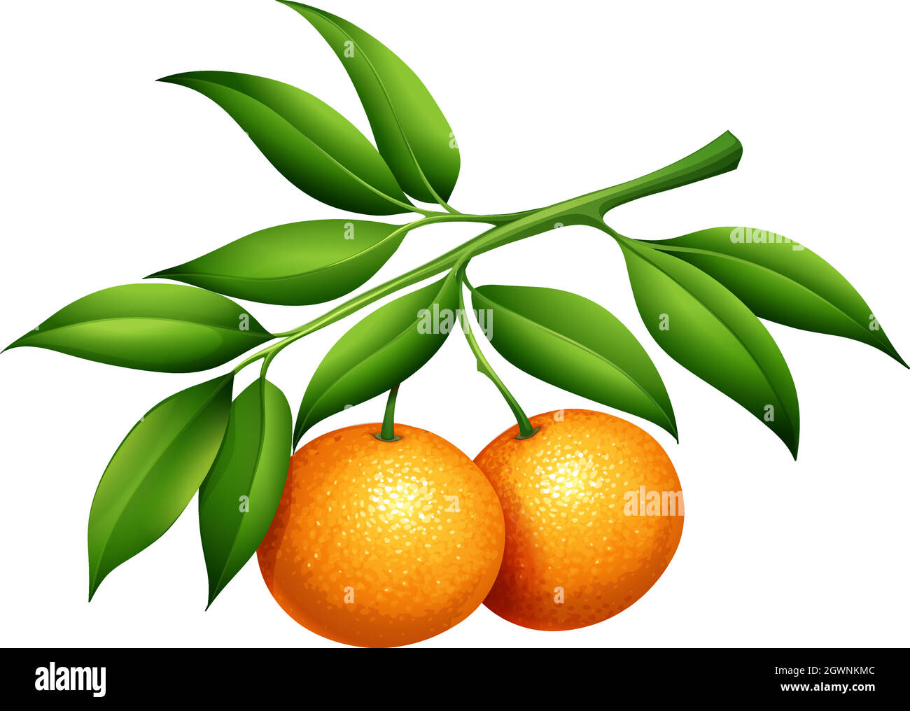 Orange ripe fresh oranges Stock Vector Images - Alamy