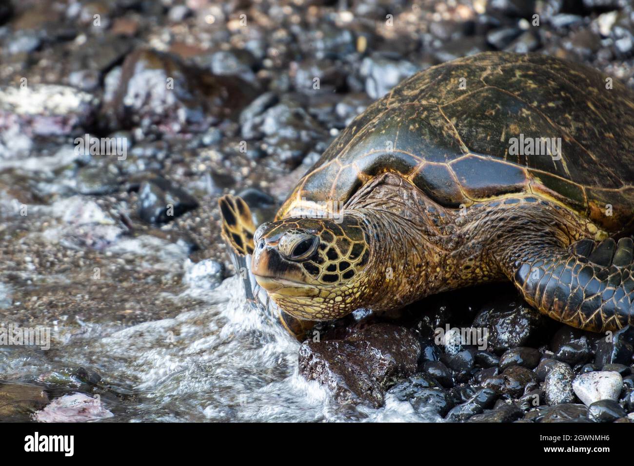 Loggerhead sea turtle shell and body hi-res stock photography and ...