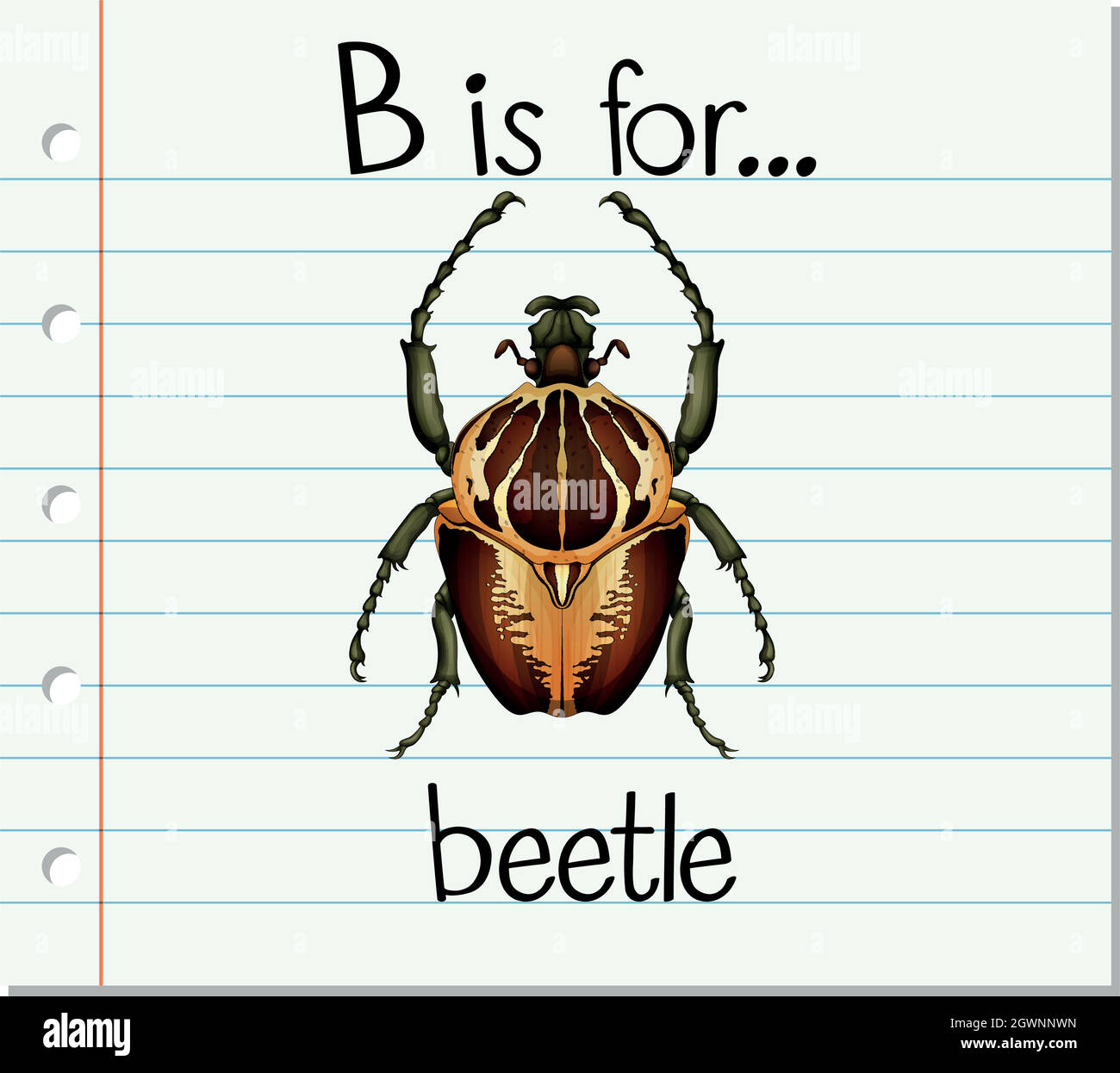 Flashcard letter B is for beetle Stock Vector Image & Art - Alamy