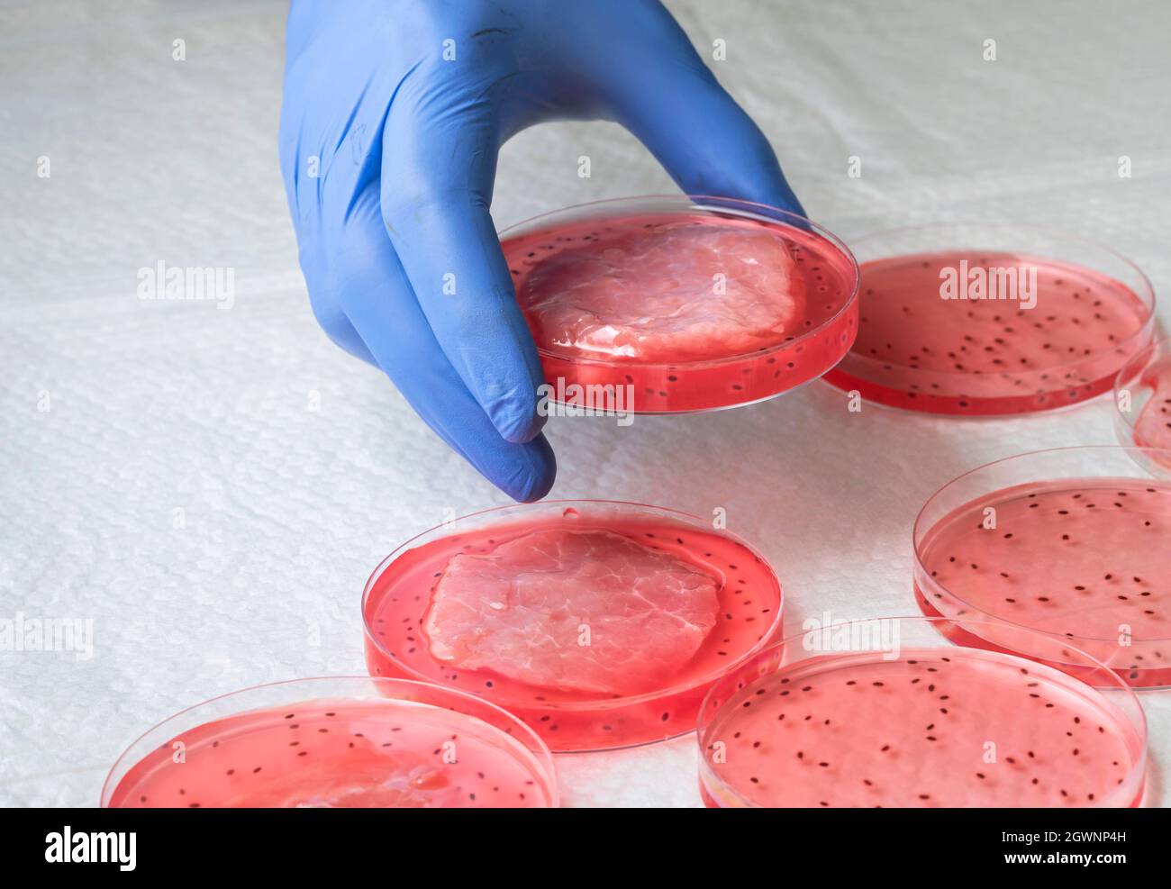 Fake meat lab hi-res stock photography and images - Alamy