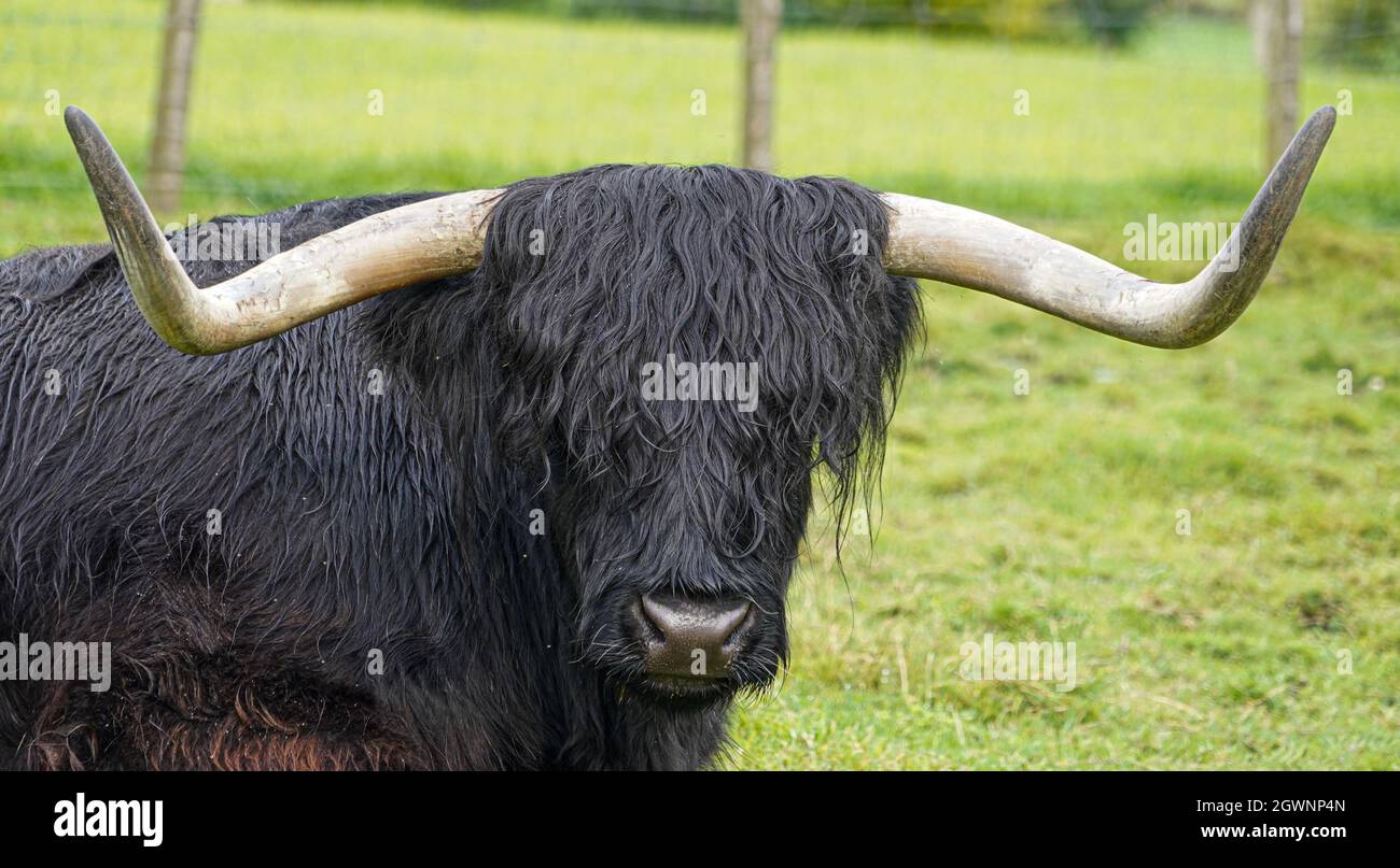 Aberdeen angus bull head hi-res stock photography and images - Alamy