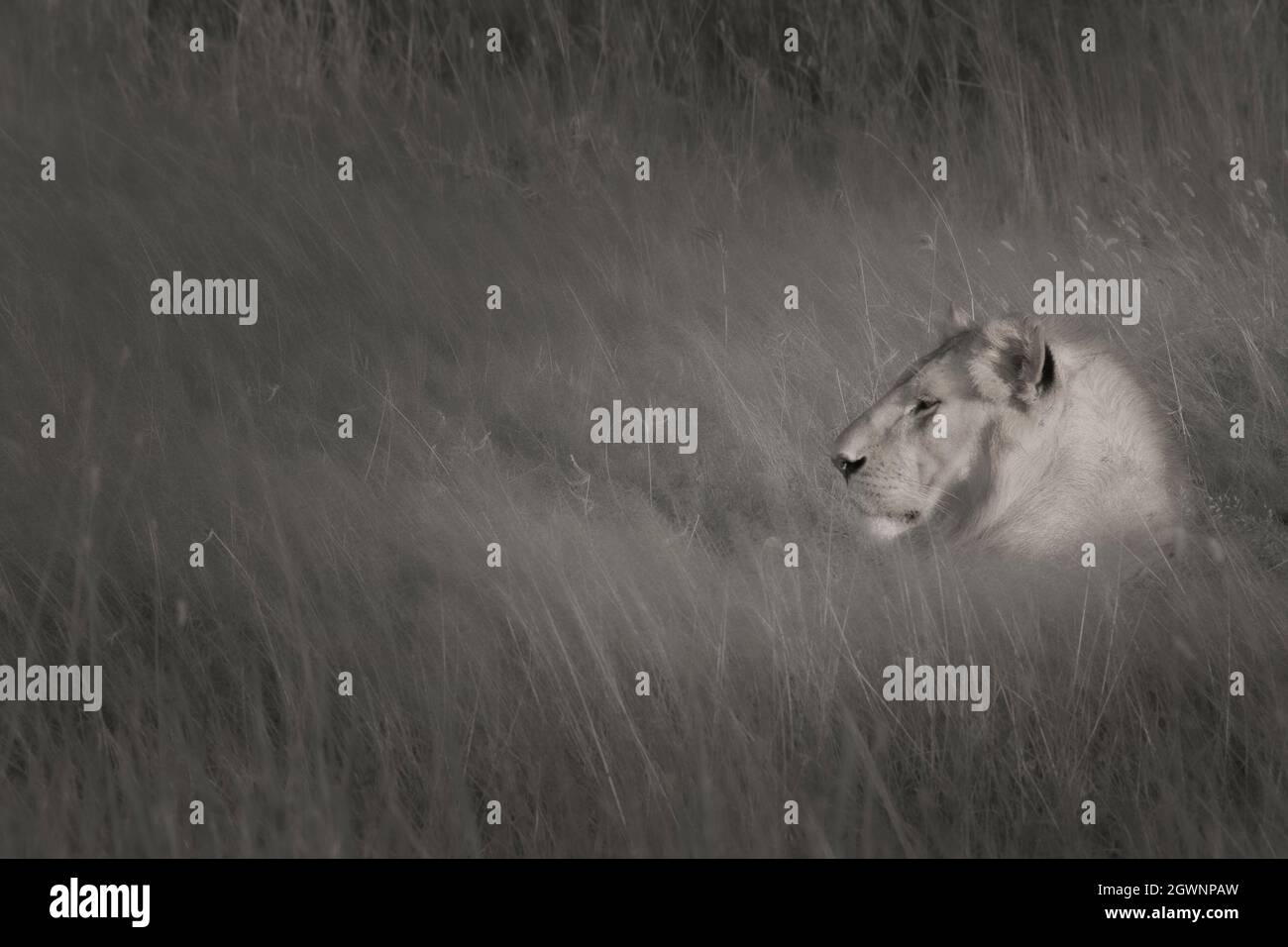 Lioness hiding in savannah grass hi-res stock photography and images ...