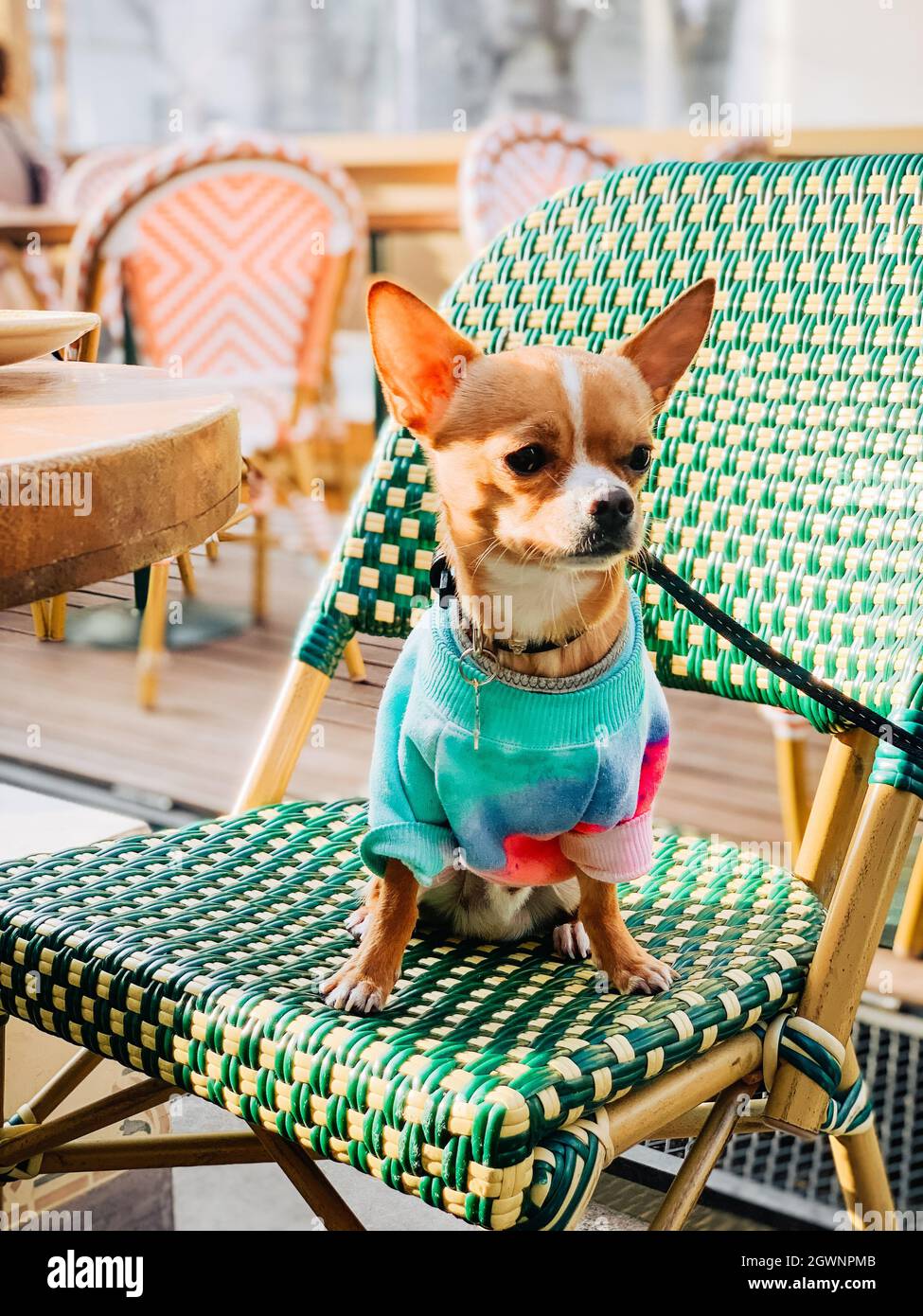 Dog sitting on chair furniture hi-res stock photography and images - Alamy