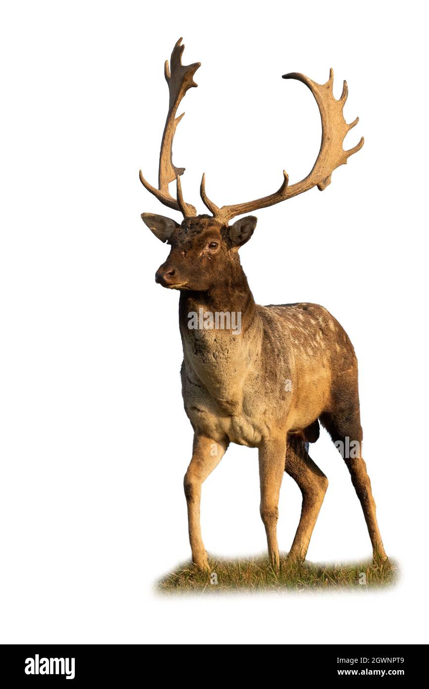 Front view on majestic Cut Out Stock Images & Pictures - Alamy