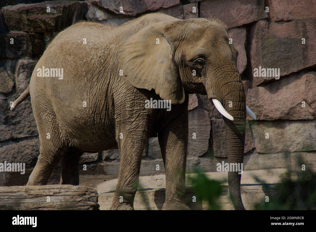 View Of Elephant In Zoo Stock Photo - Alamy