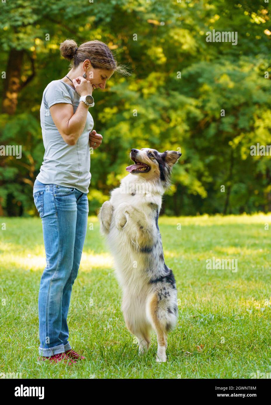 How Smart Are Australian Shepherds