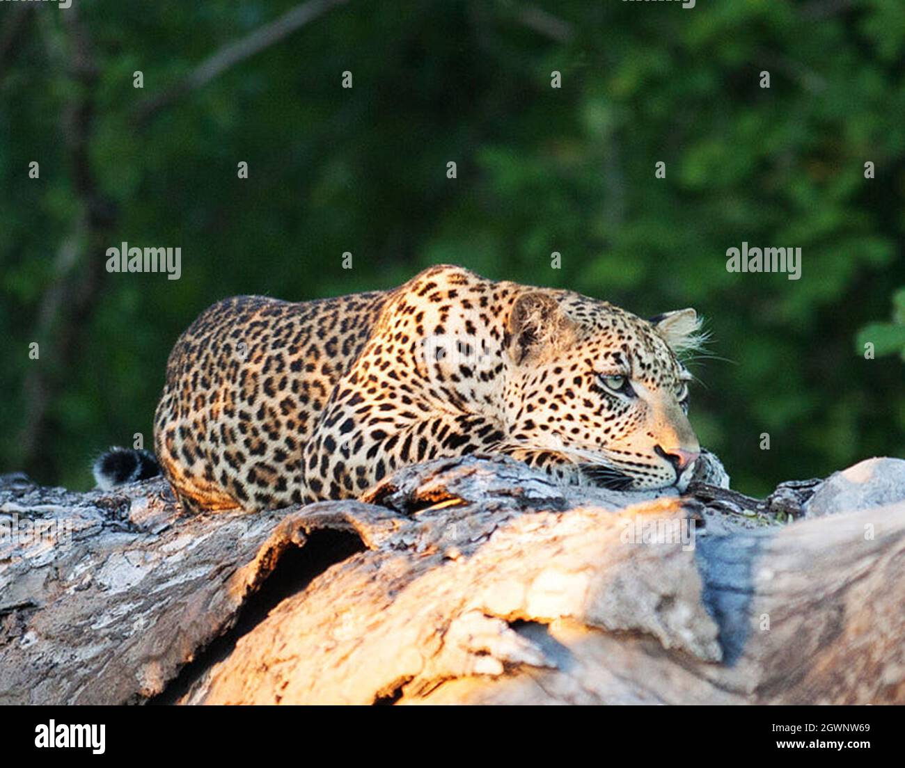 Animal on the tree hi-res stock photography and images - Alamy