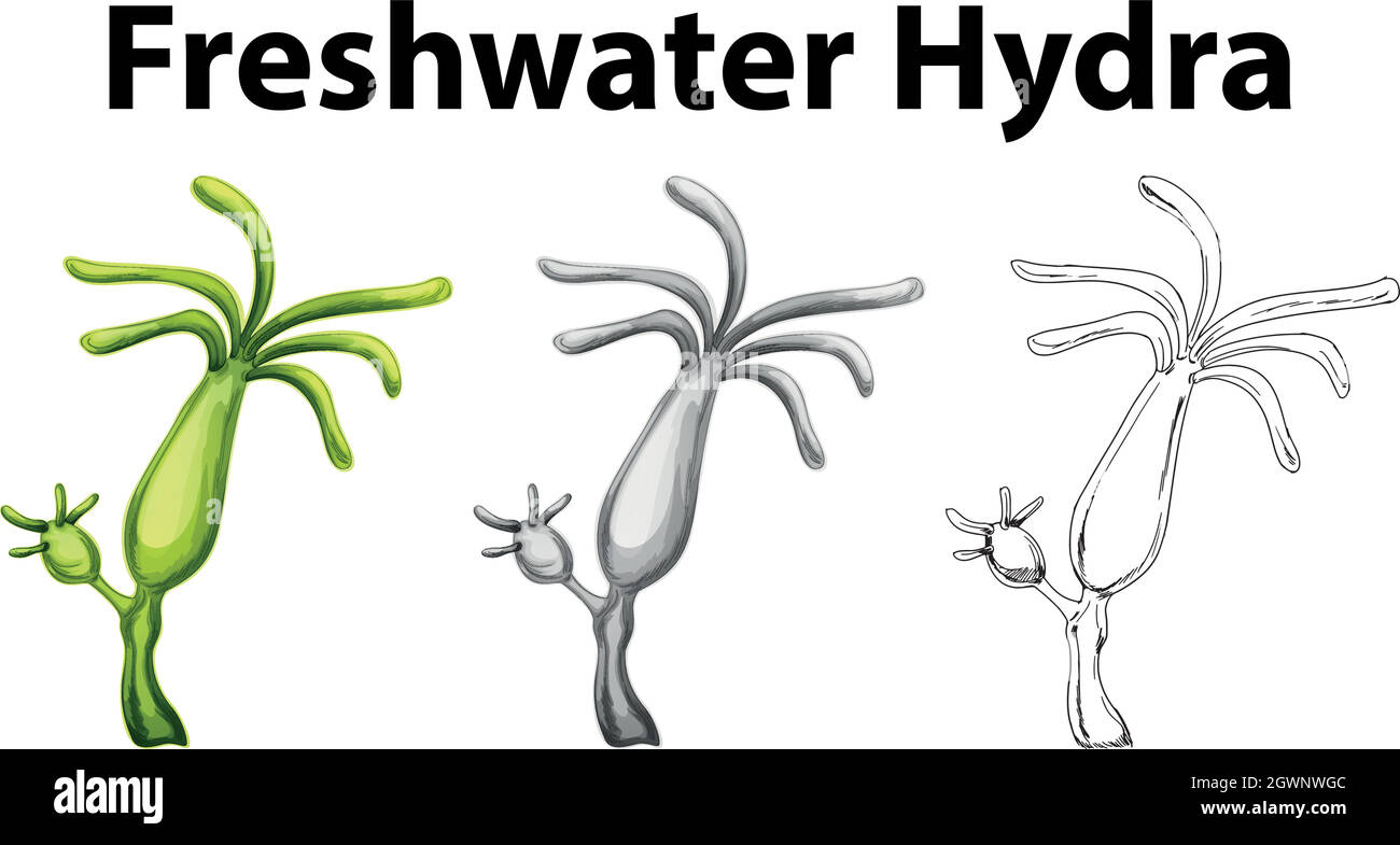 Hydra Life Cycle Diagram
