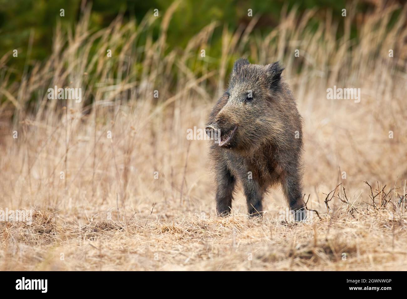Wild boar observing on field in springtime nature Stock Photo - Alamy