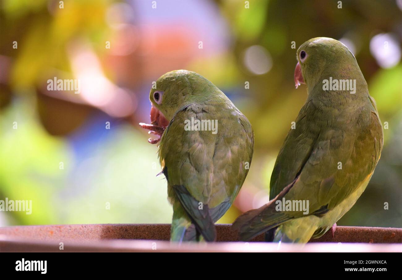 Birdlife fauna hi-res stock photography and images - Alamy