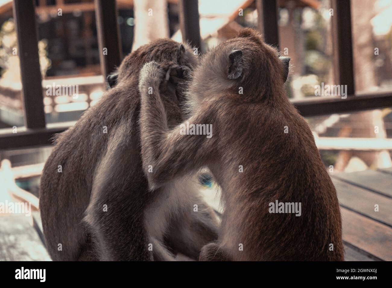 A closeup of macaques on a balcony of a building in a zoo in the ...